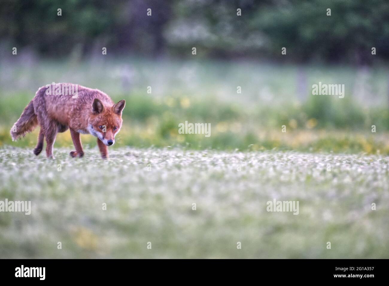 Red fox hiding behind grass hi-res stock photography and images - Alamy