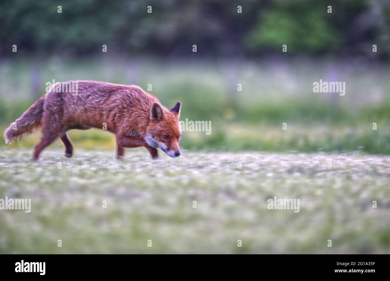 Low pov red fox hi-res stock photography and images - Alamy