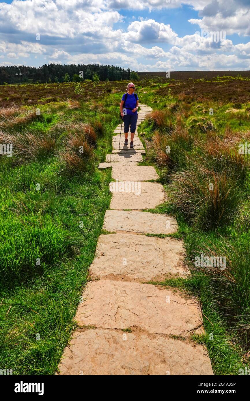 Female walker hiker on flagstone path, near Sheffield, South Yorkshire ...