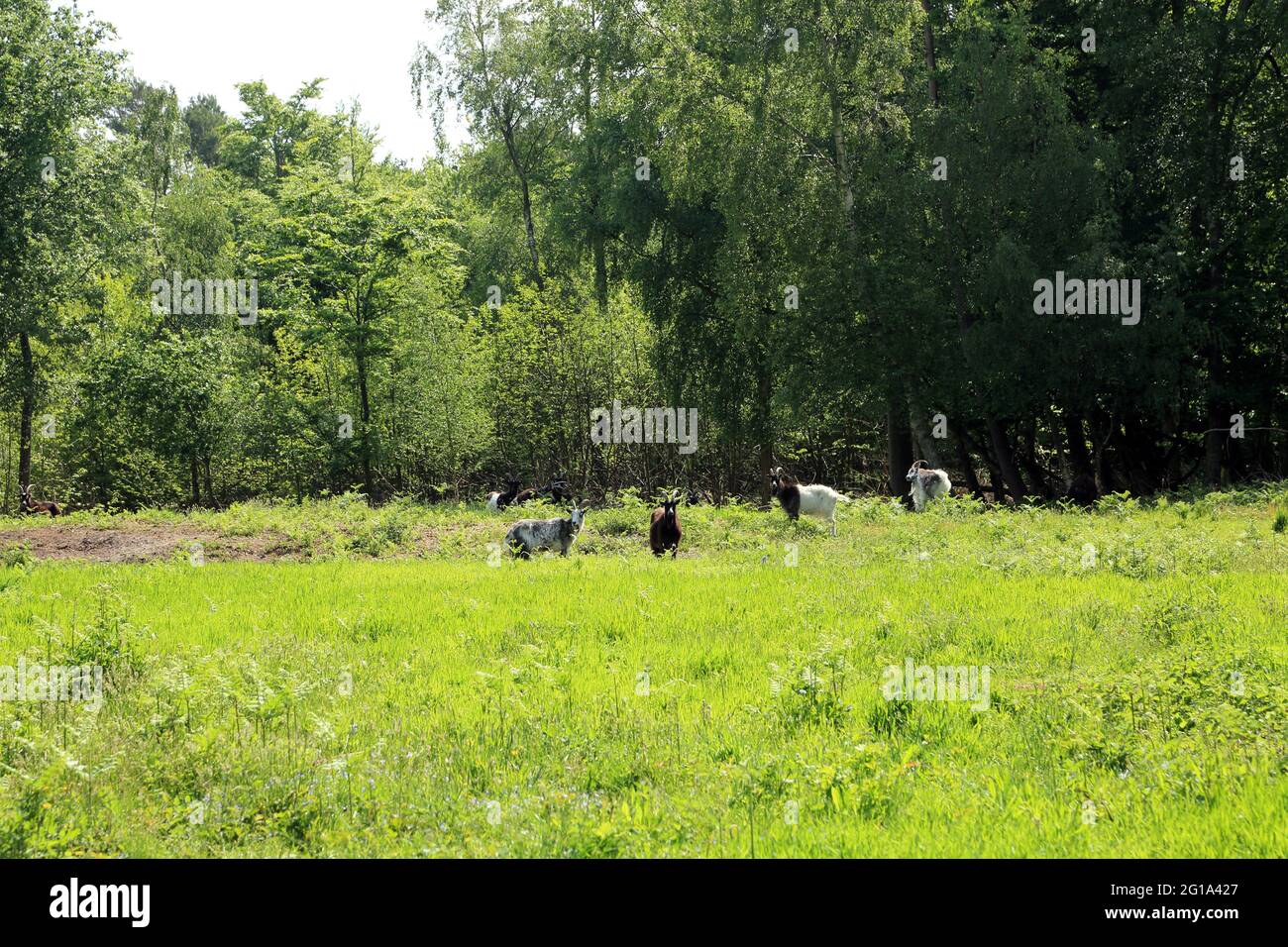 Bigbury camp iron age hill fort hi-res stock photography and images - Alamy