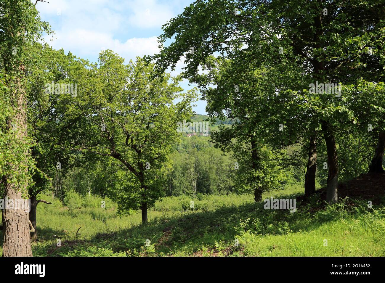 Bigbury camp iron age hill fort hi-res stock photography and images - Alamy