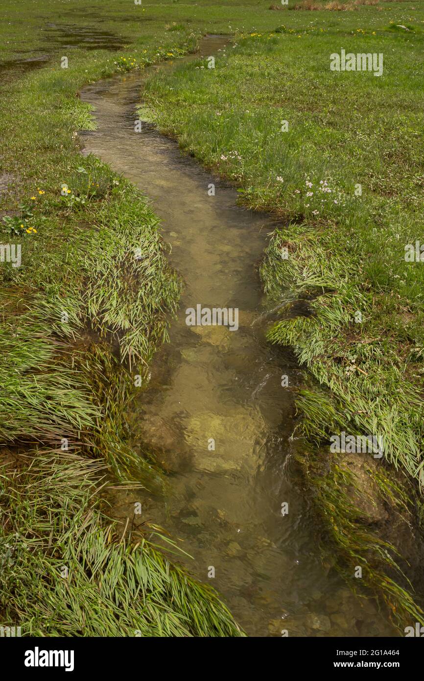 A clear stream flows across the meadow Stock Photo - Alamy