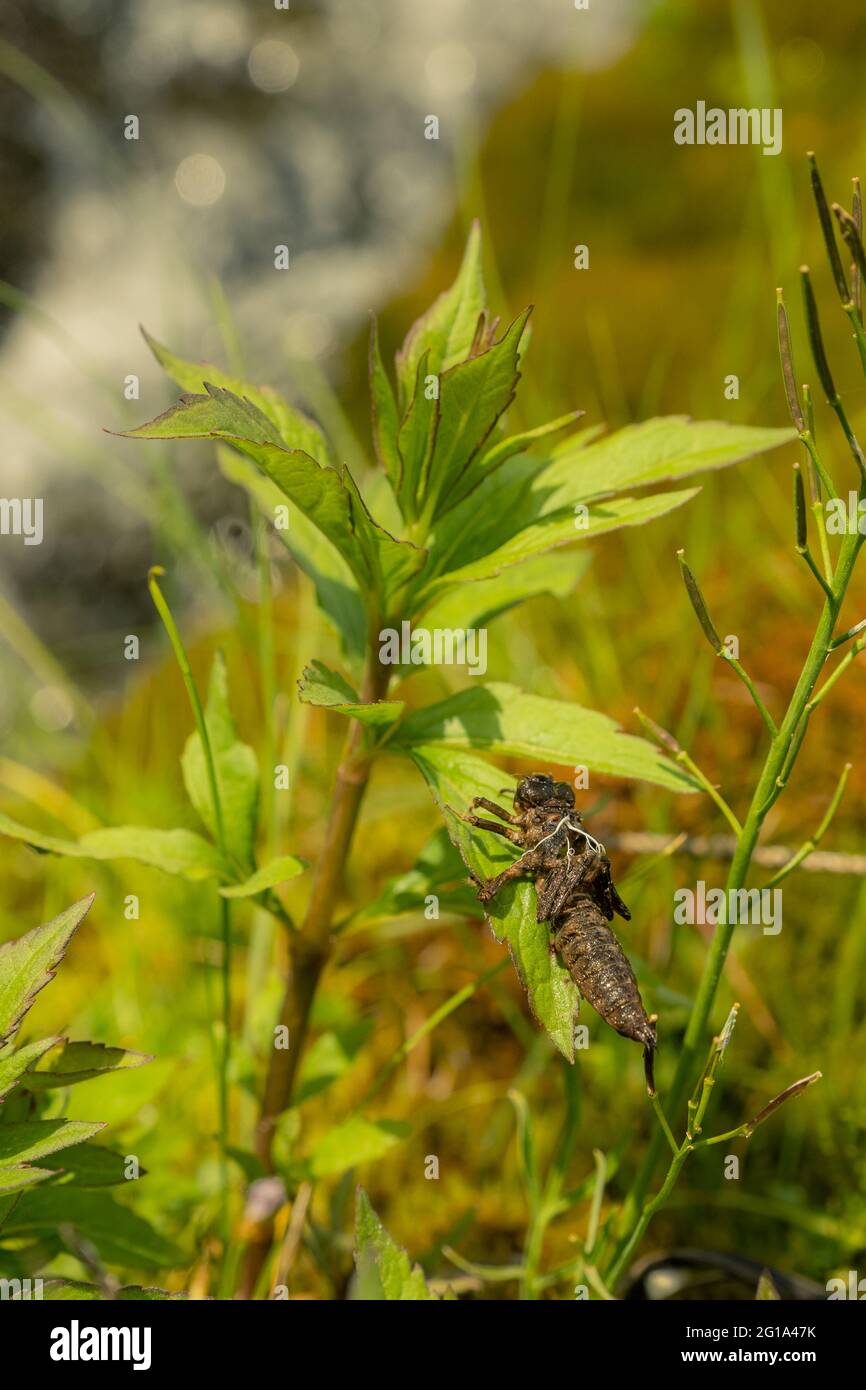 Larva of a Dragonfly (Sympetrum vulgatum) sitting on a leaf of a plant ...