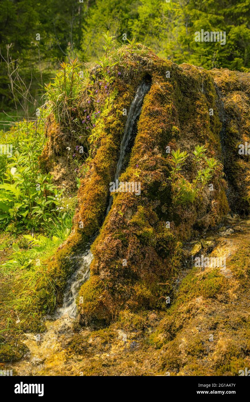 The waterfall flows from a travertine mound, which is overgrown with ...