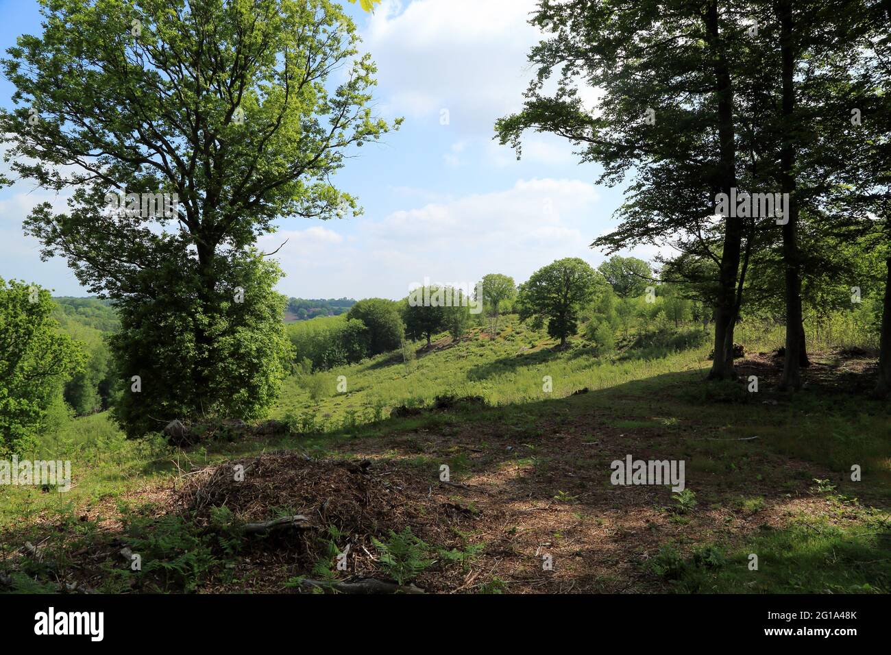 View from Bigbury Camp - Iron Age hillfort in Howfield Wood, Chartham ...