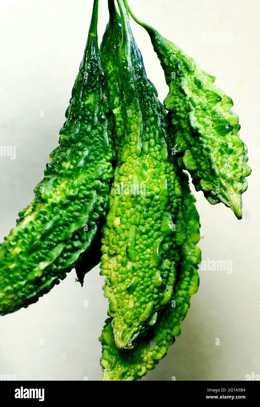 Snap of Bitter guard Stock Photo - Alamy
