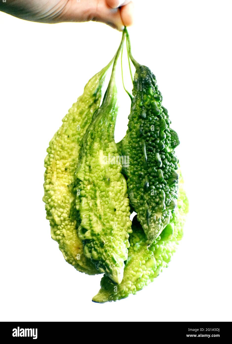 Snap of Bitter guard Stock Photo - Alamy