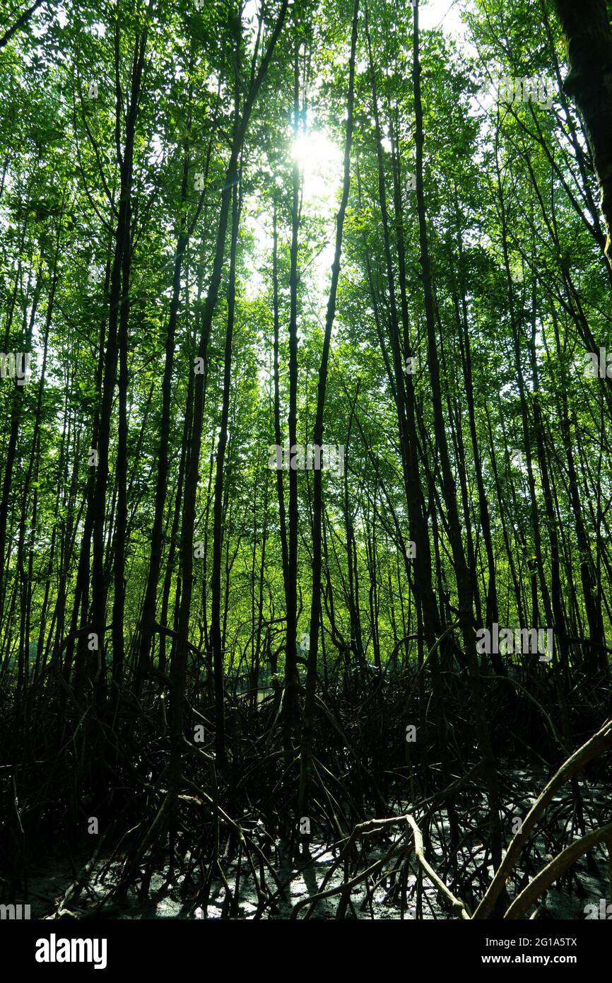Green mangrove hi-res stock photography and images - Alamy