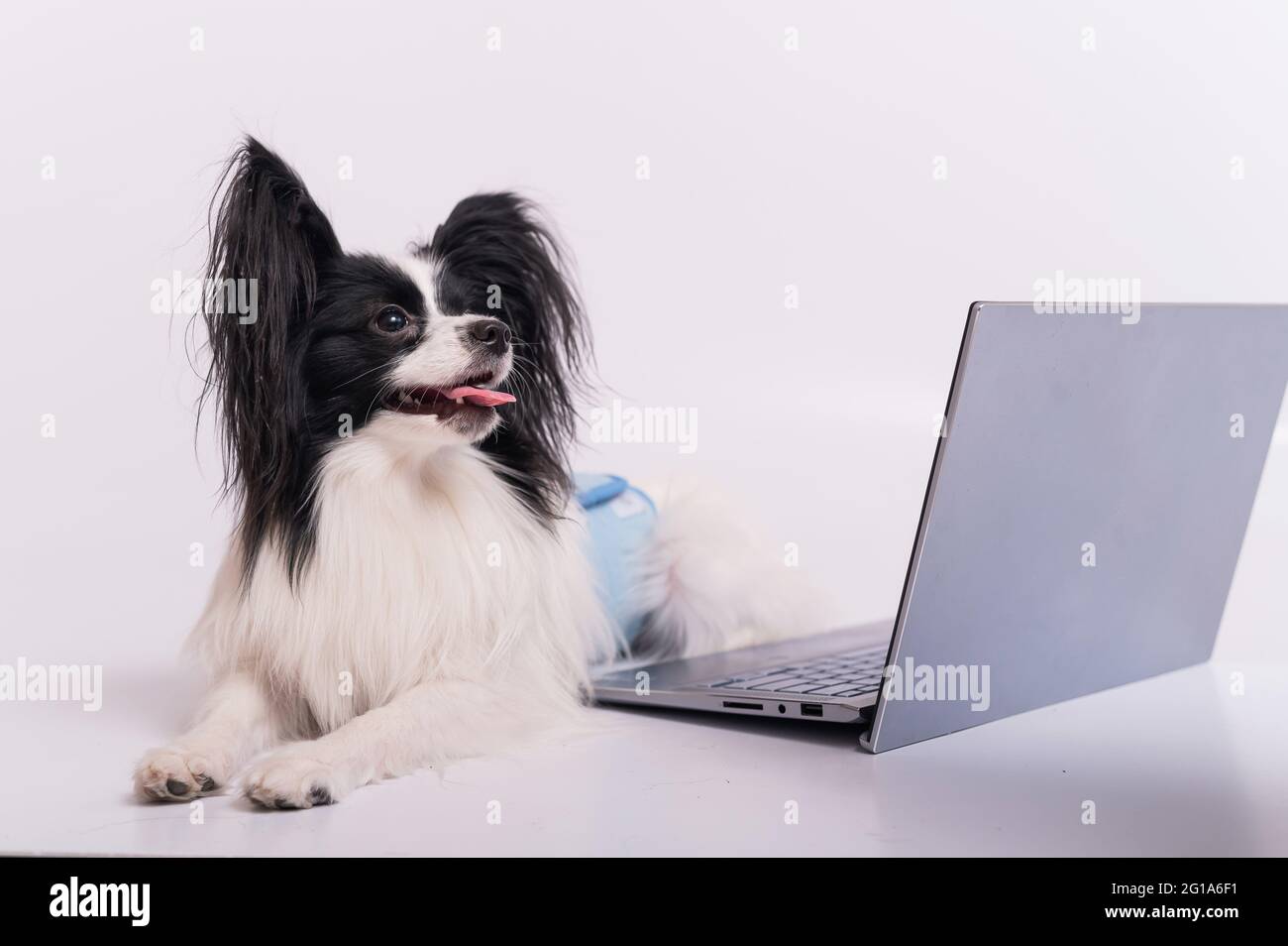 Smart dog papillon breed works at a laptop on a white background ...