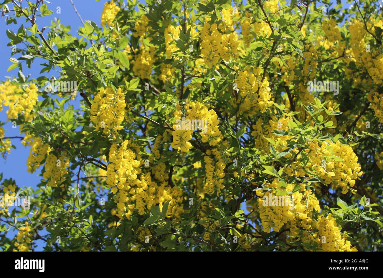 Golden rain plant hi-res stock photography and images - Alamy