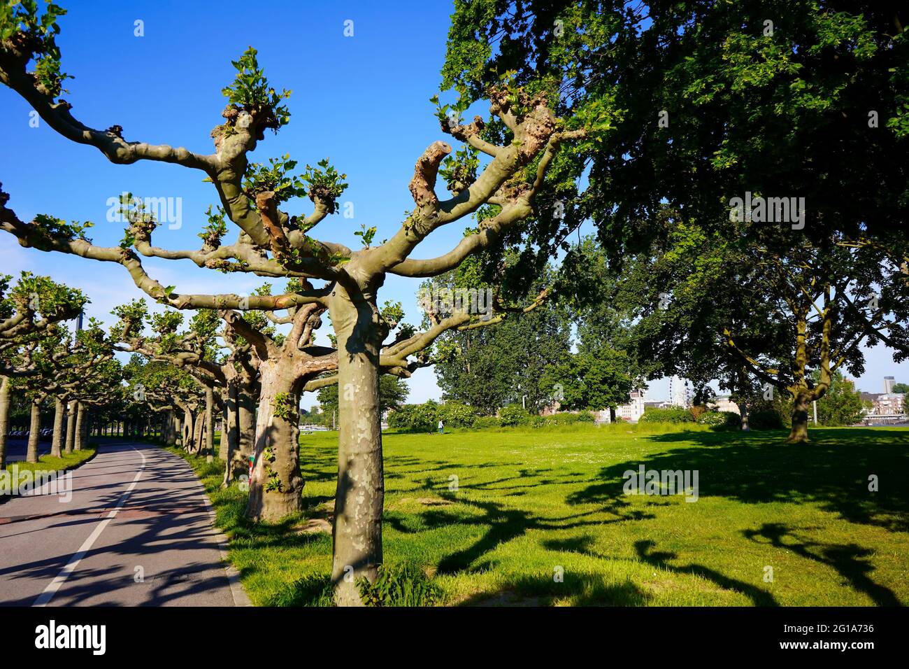 Plane trees hi-res stock photography and images - Alamy