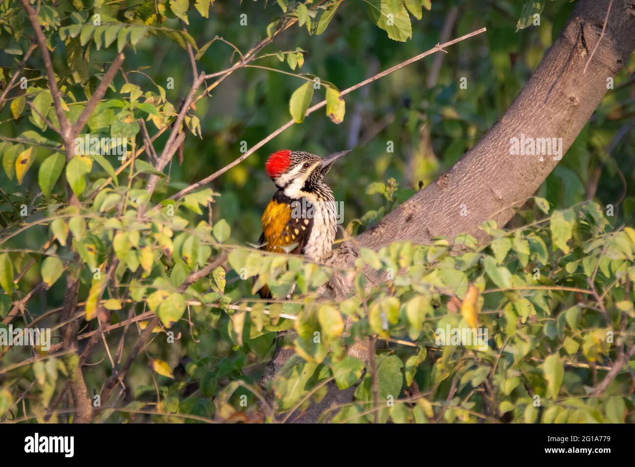 Red backed flameback woodpecker hi-res stock photography and images - Alamy