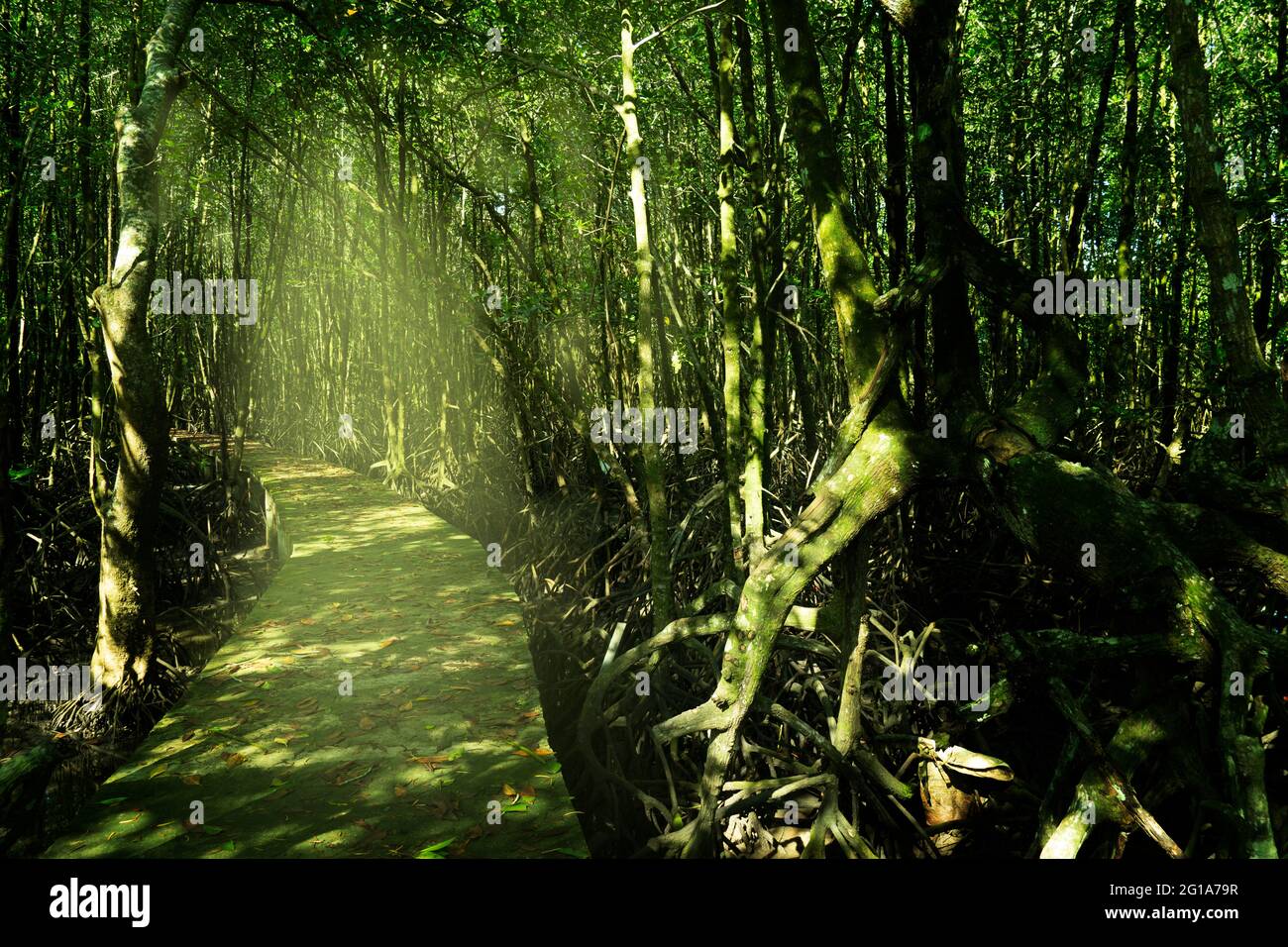 dark green nature mangrove swamp forest on tropical climate Stock Photo ...