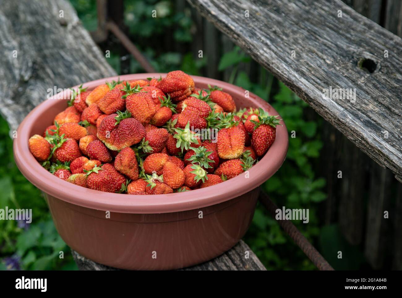 A large plastic bucket filled with strawberries on a wood bench Stock ...