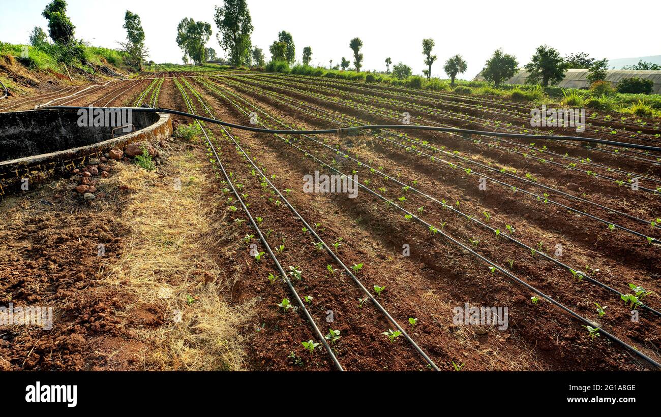 Panchgani ,16, December 2020: Wide angle view showing agricultural farm ...