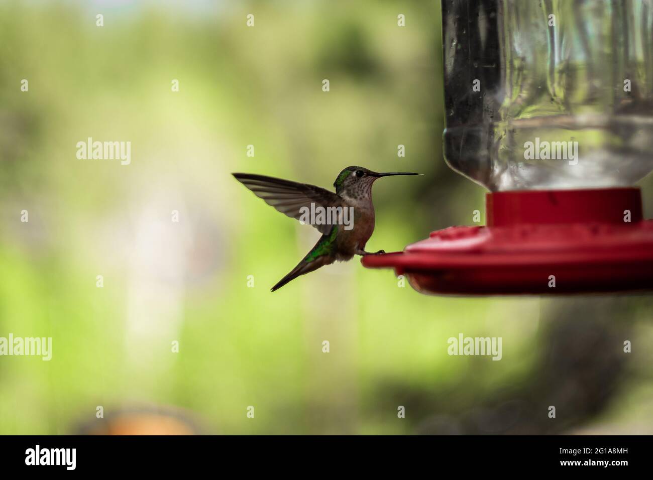 Colibrí vector hi-res stock photography and images - Alamy