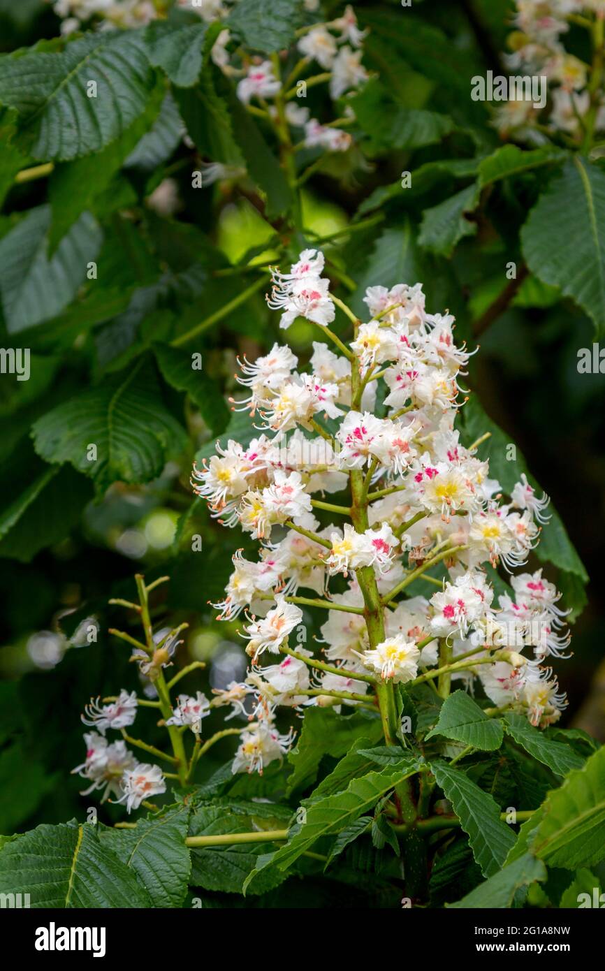 The white, yellow and pink flowers of Horse Chestnut (Aesculus ...