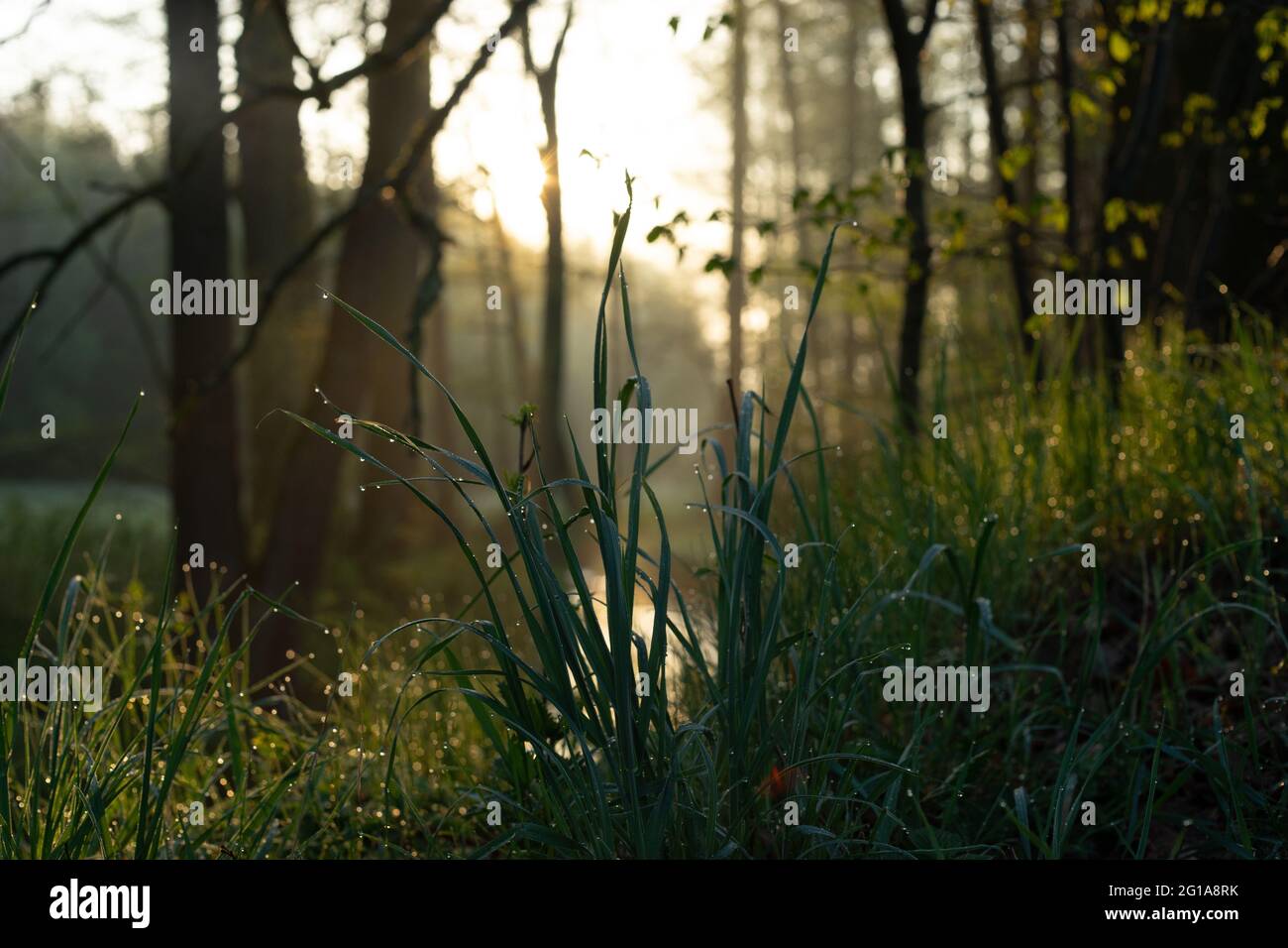 A close-up shot of morning dew on a wet meadow Stock Photo - Alamy