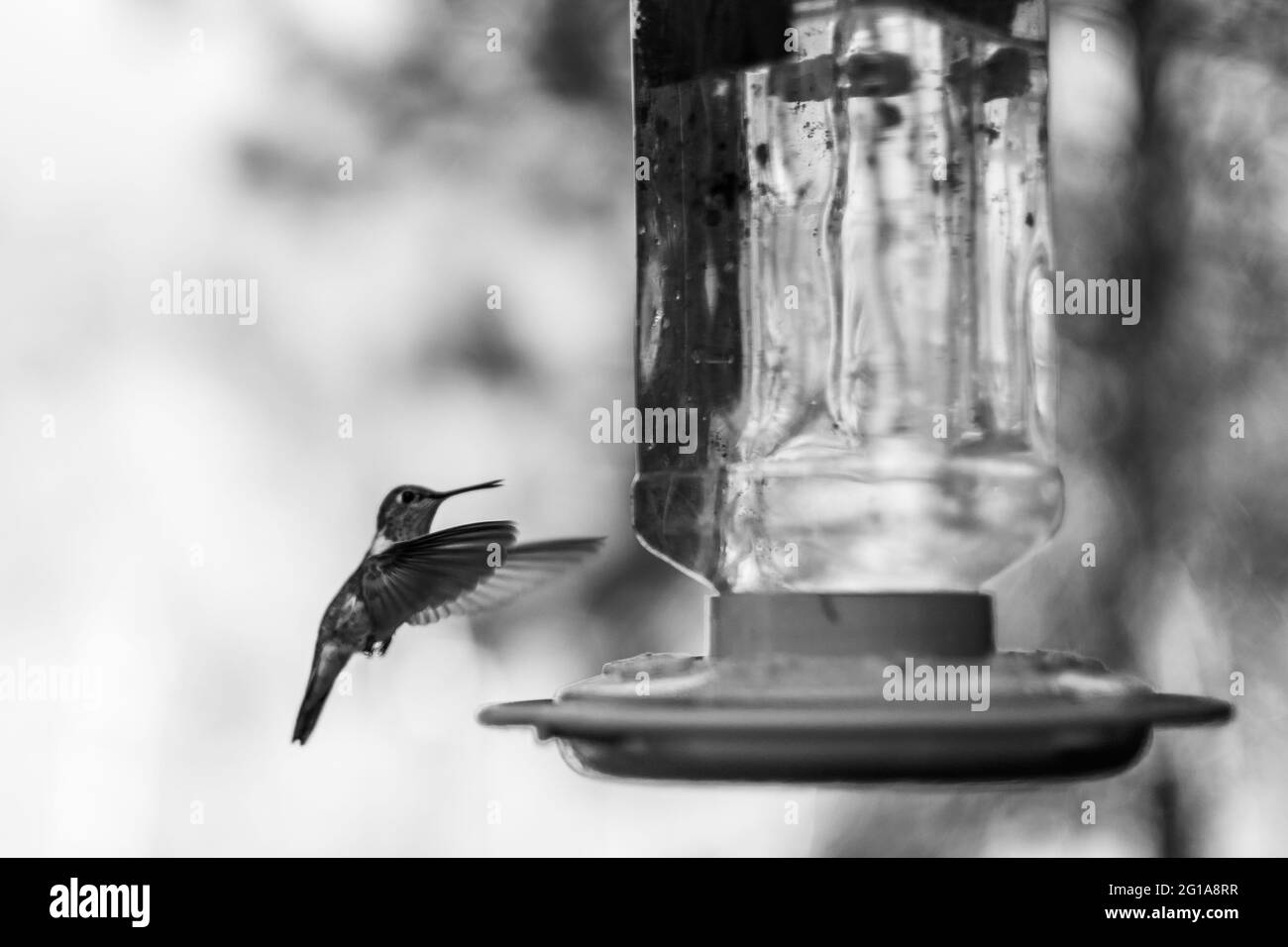 A grayscale, close-up shot of a colibri flying to the water Stock Photo ...