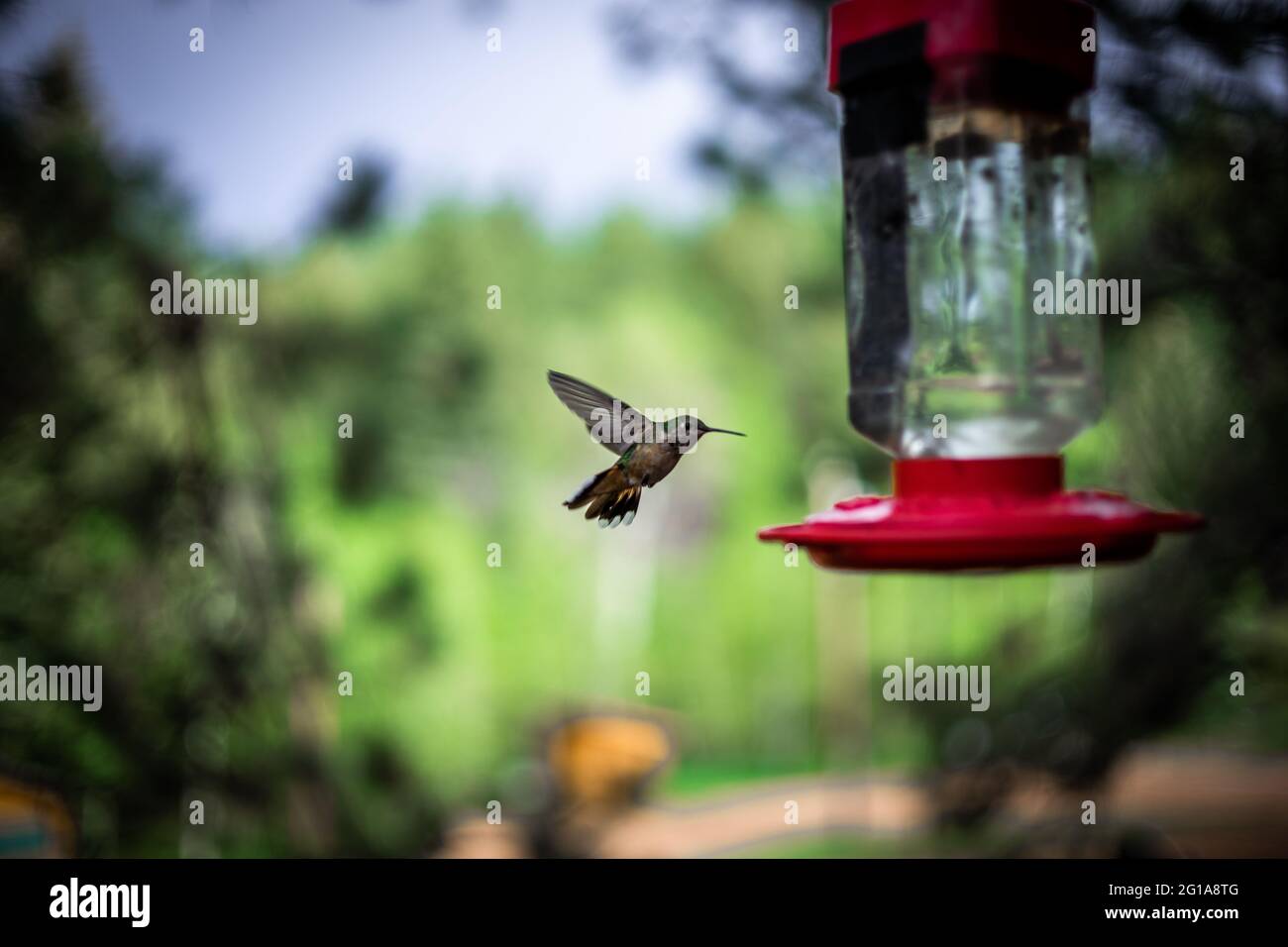 Colibri vector hi-res stock photography and images - Alamy