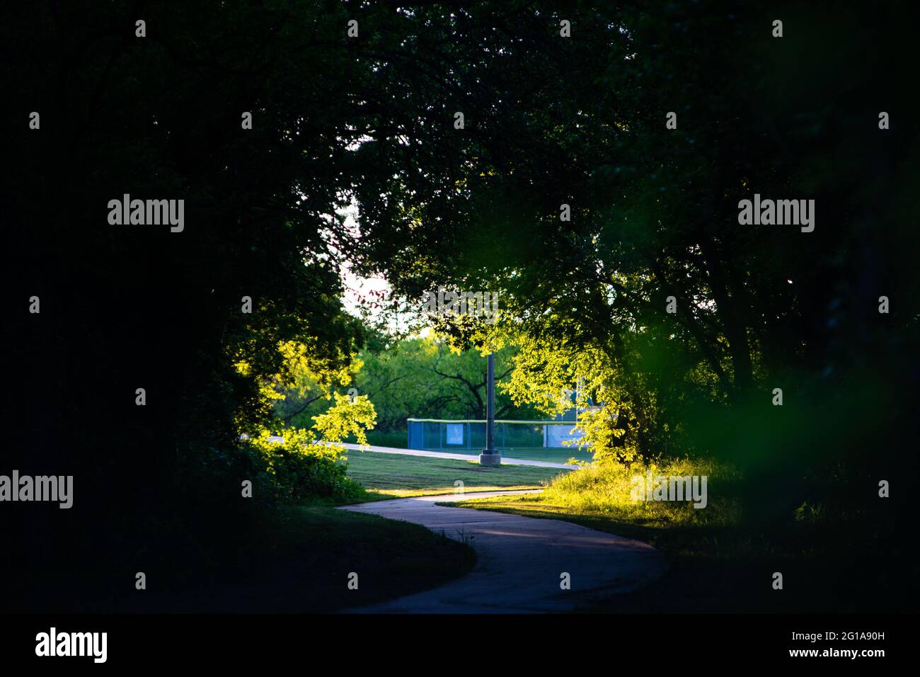 A curved path through the dense forest Stock Photo - Alamy