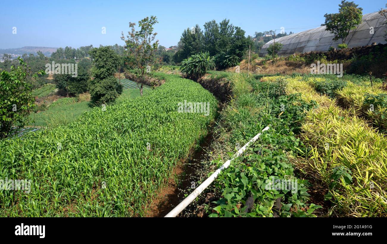Terrace Farming High Resolution Stock Photography and Images - Alamy