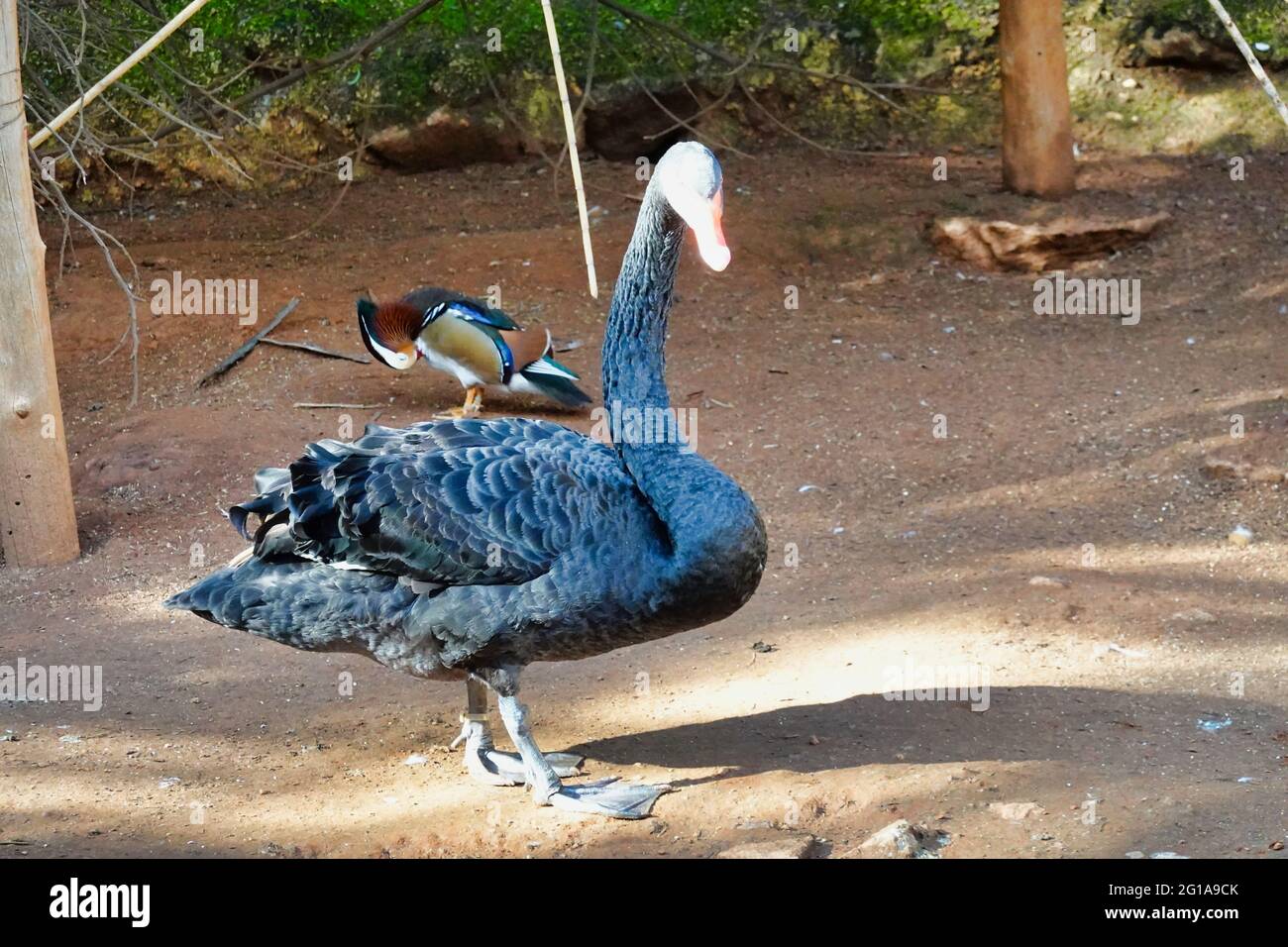 A magnificent goose standing in the middle of trees in a zoo Stock ...