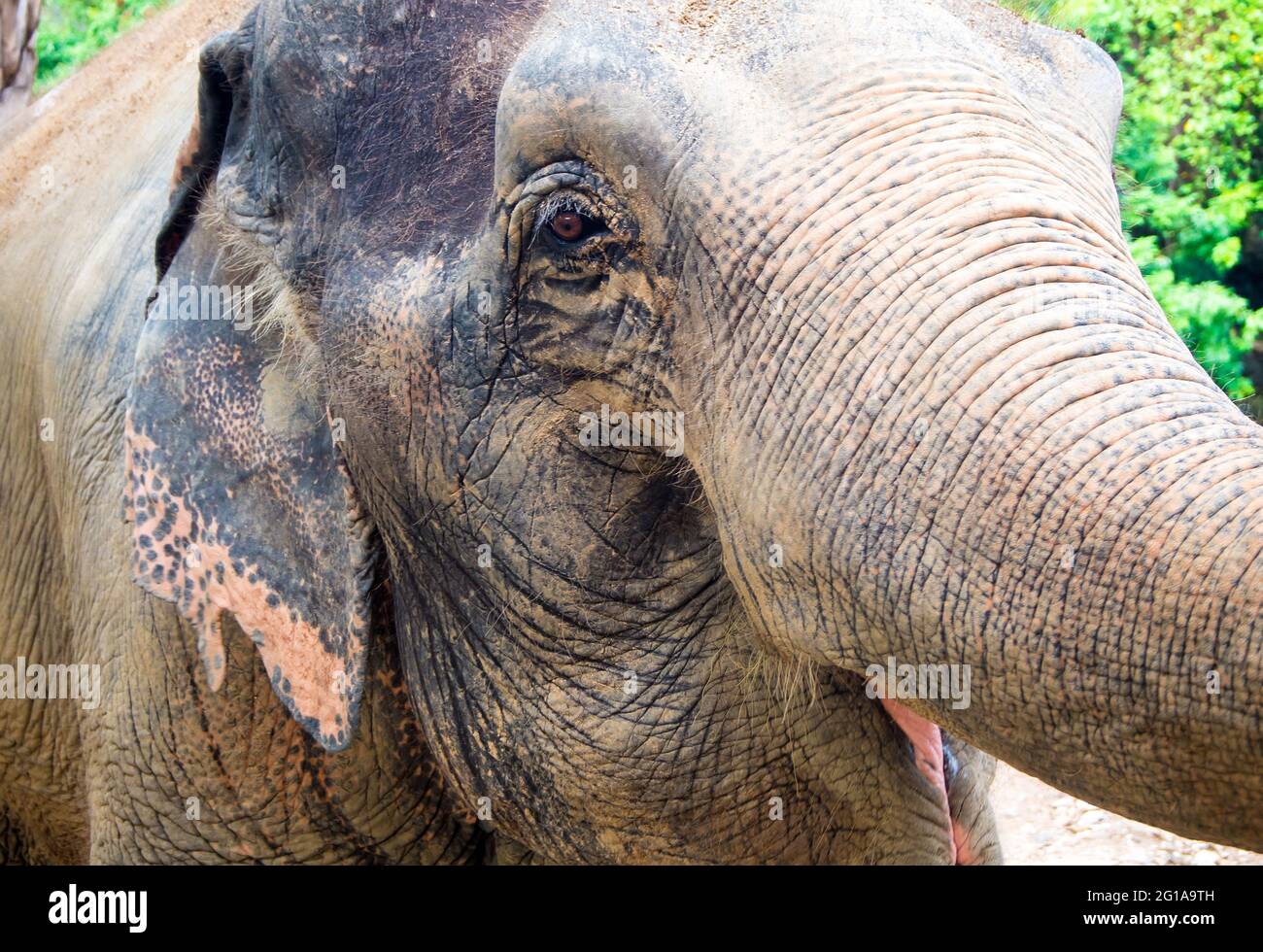 A close-up of the Asian elephant, That can see rough and wrinkled skin ...