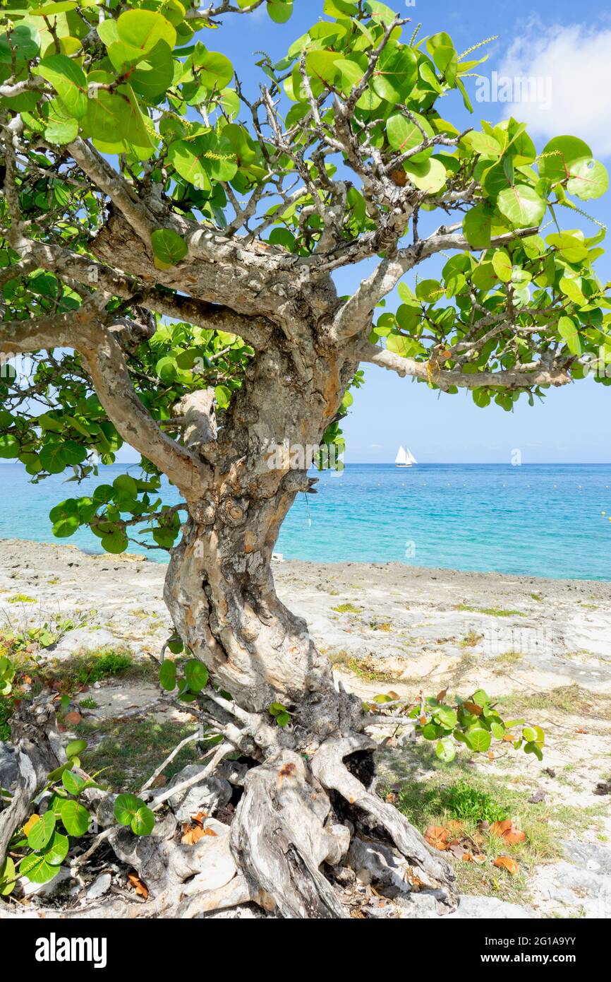 A tropical tree by the sea on the Caribbean island of Cozumel in Mexico ...