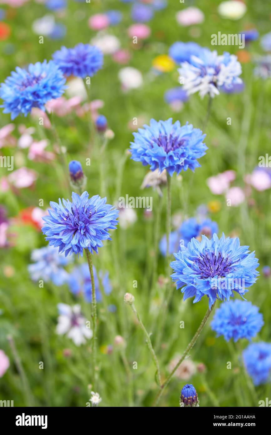 Phytoremediation hi-res stock photography and images - Alamy