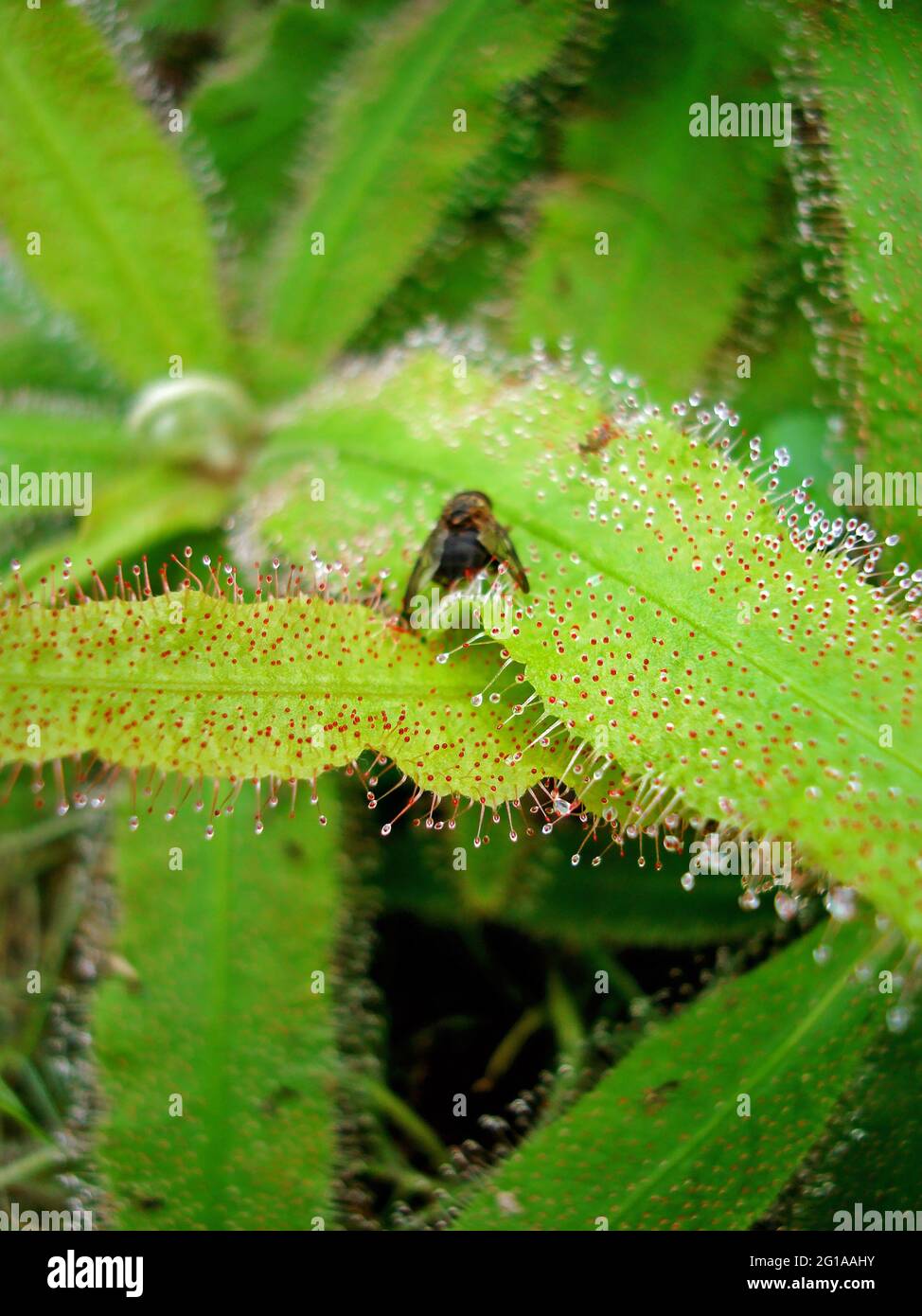 Carnivorous plant or insectivorous plant (Drosera capensis Stock Photo ...