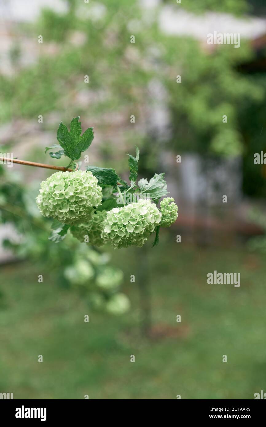 Hydrangea leaves bush gardening hi-res stock photography and images - Alamy