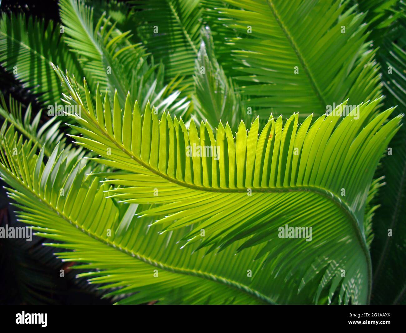 Sago palm leaves (Cycas revoluta Stock Photo - Alamy