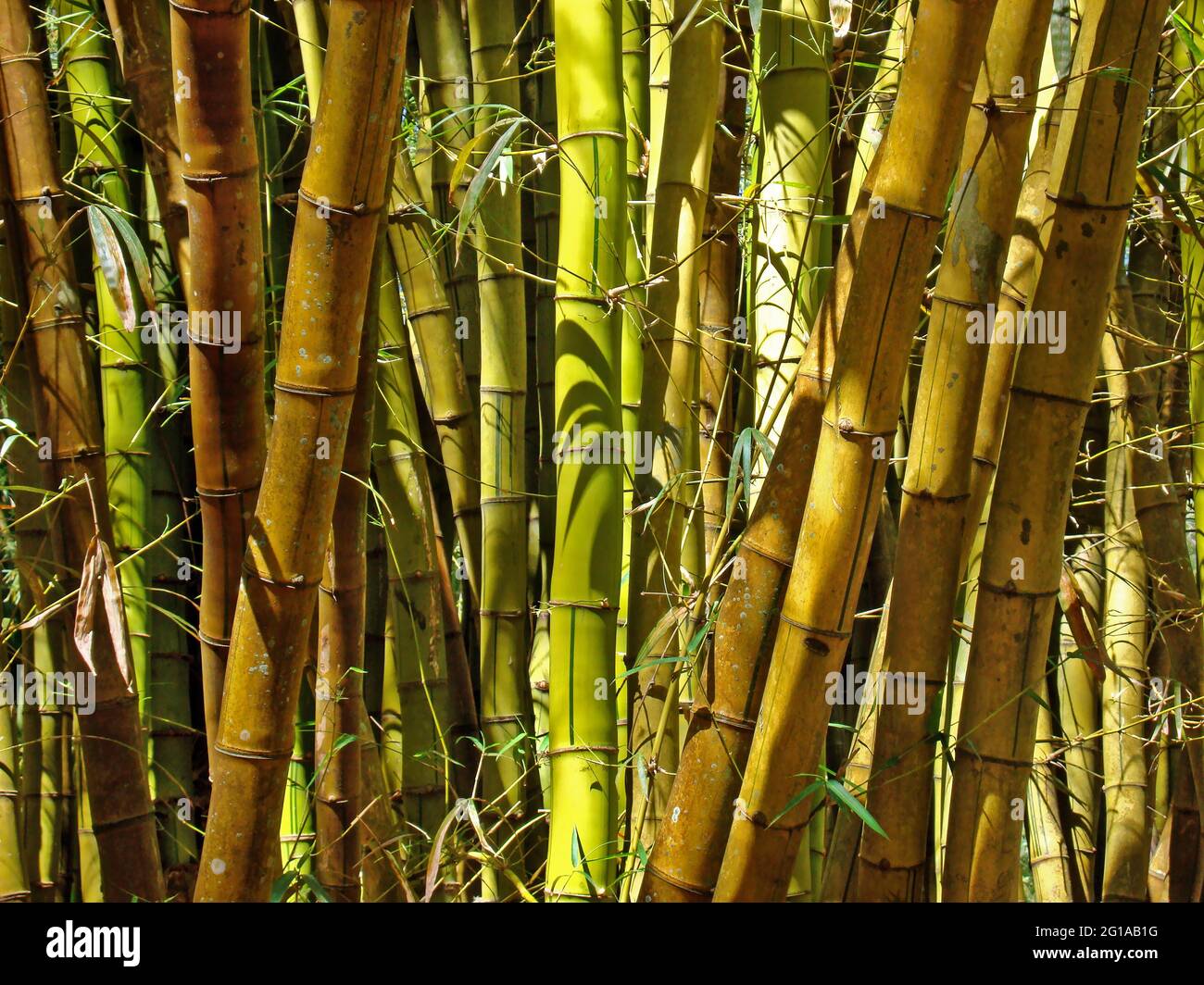 Bamboo forest in Rio de Janeiro Stock Photo - Alamy