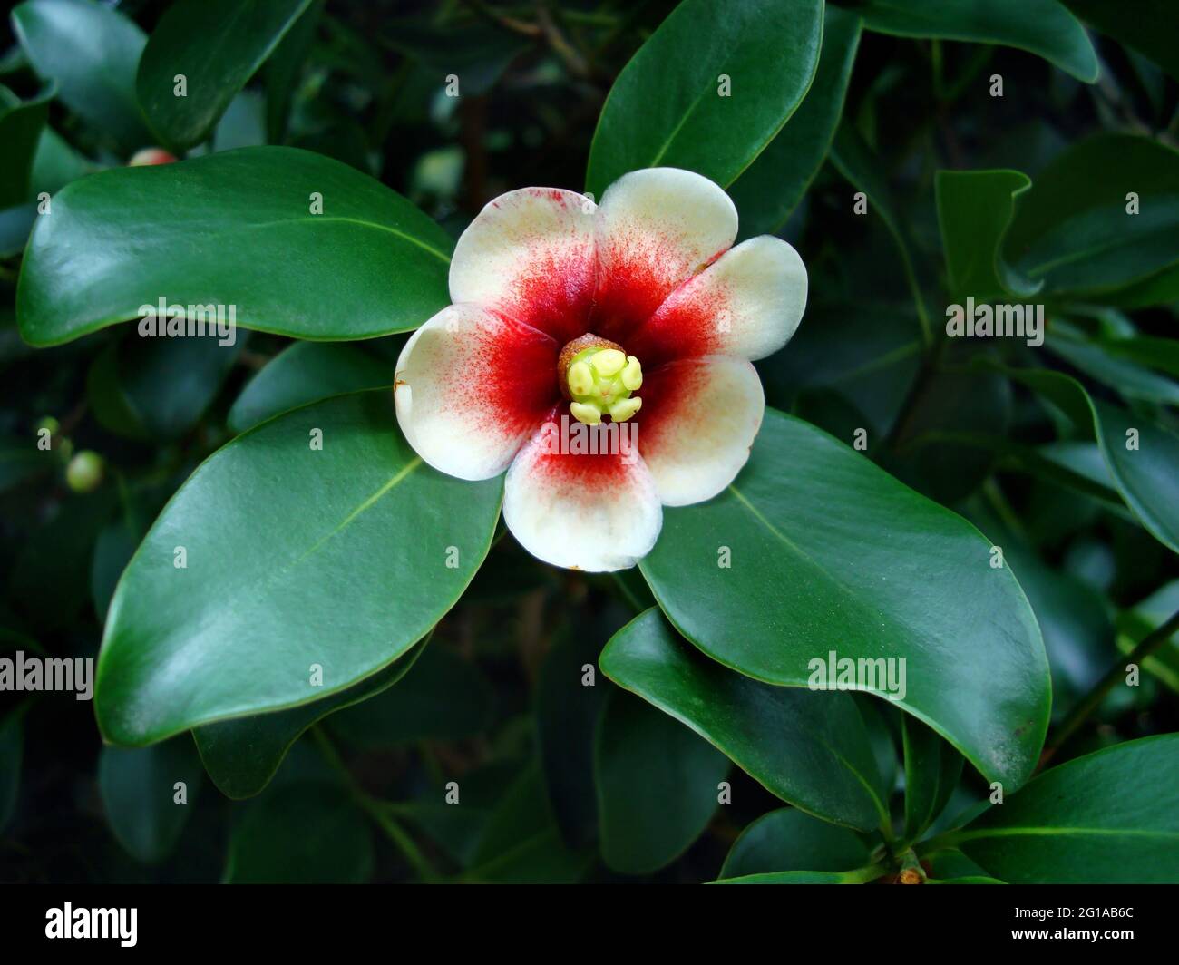 Clusia flower on tree (Clusia lanceolata Stock Photo - Alamy