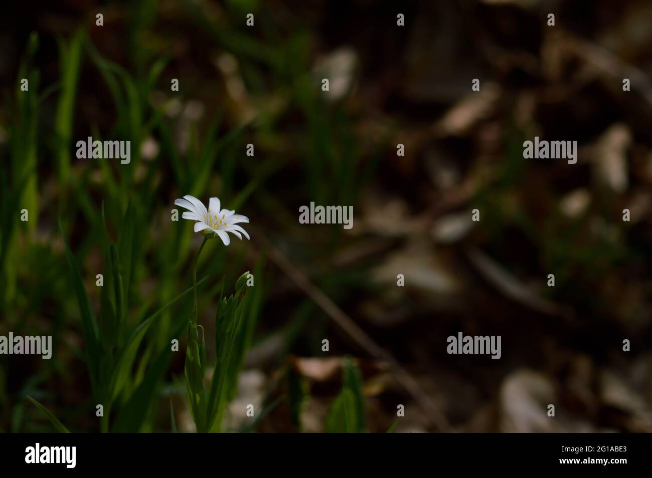 White spring wild flowers in the sunlight, Macro flower photography ...