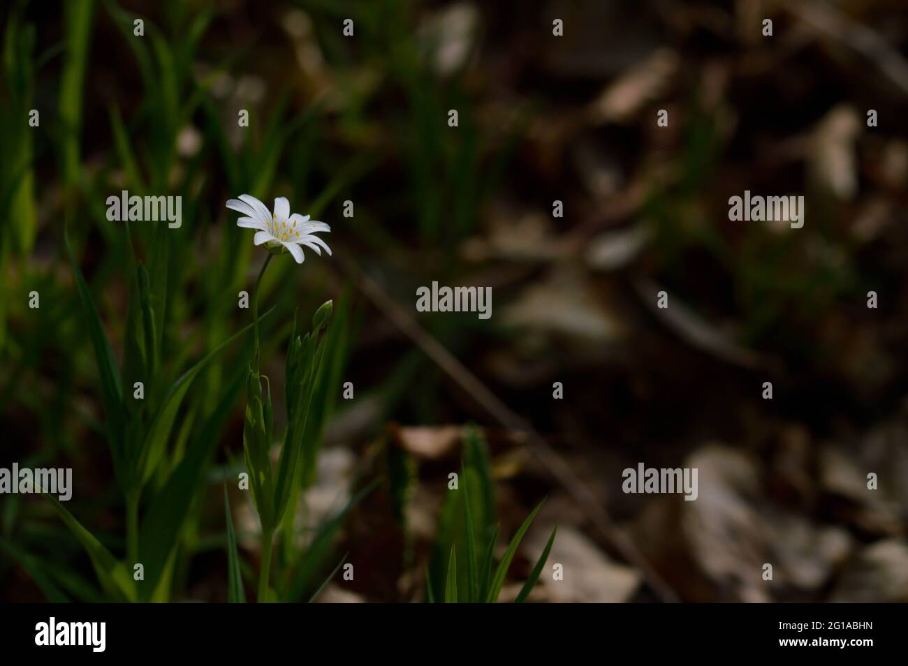 White spring wild flowers in the sunlight, Macro flower photography ...