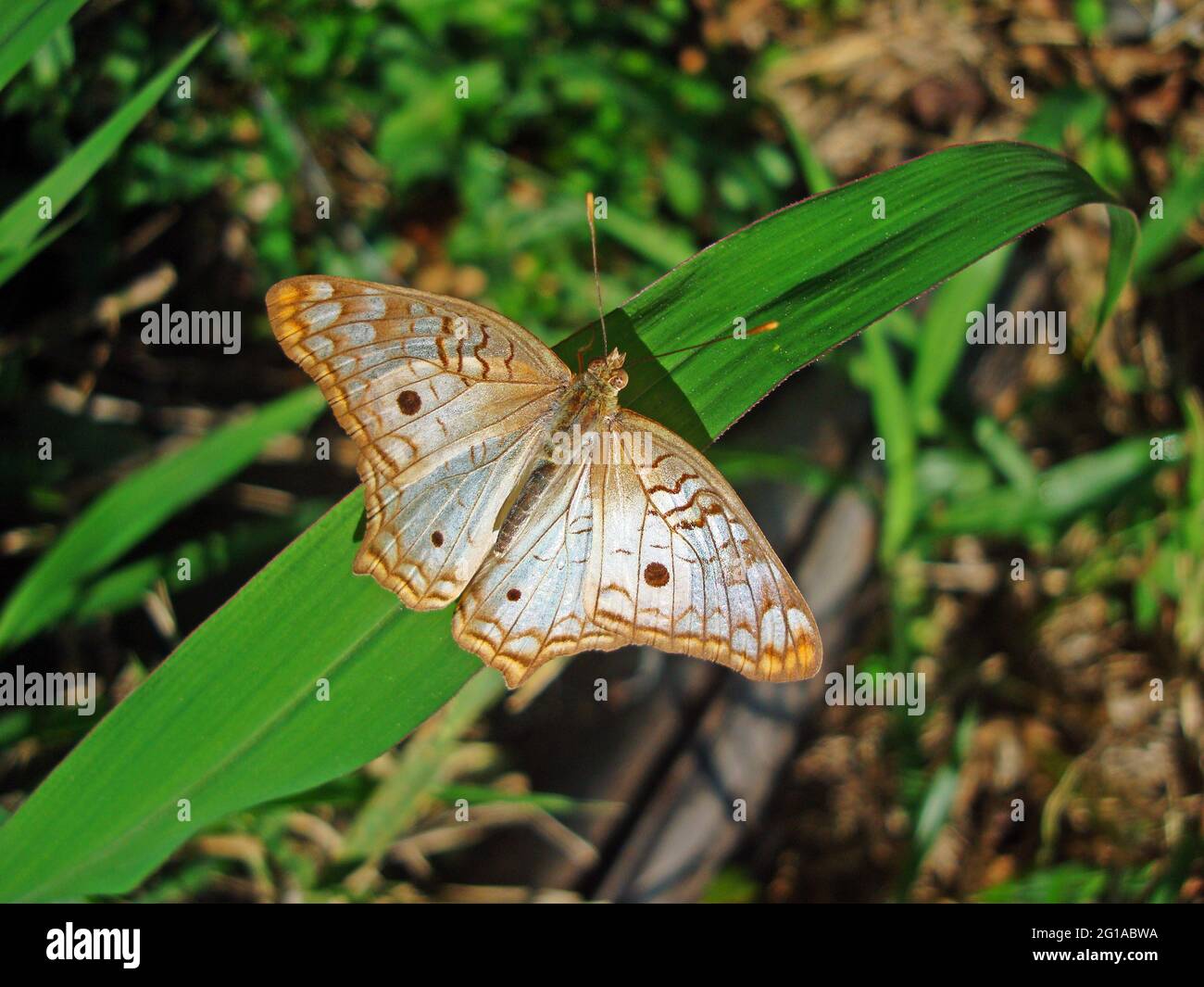 Butterfly on leaf, White Peacock butterfly (Anartia jatrophae Stock ...