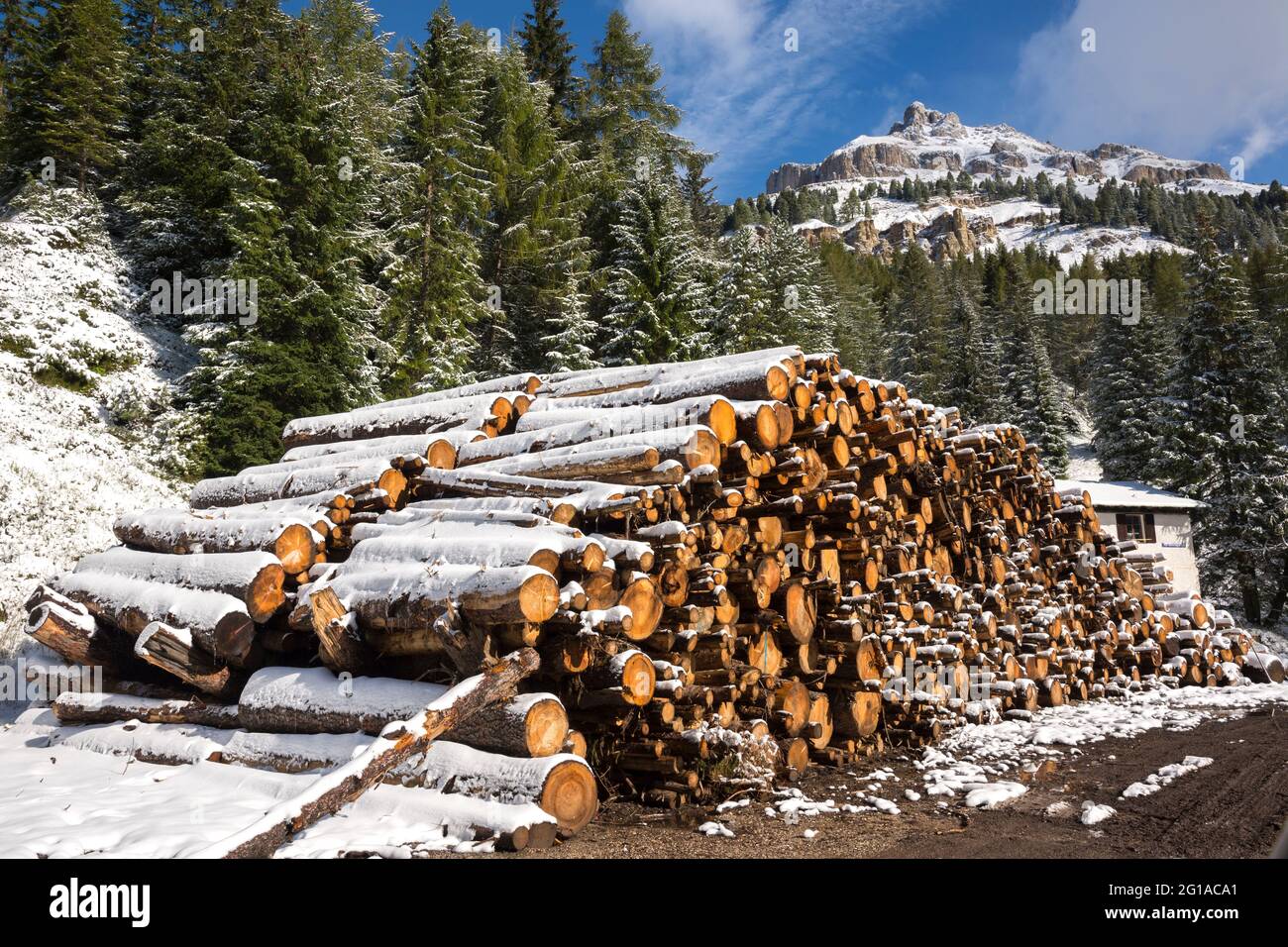 huge piles of logs for a lumber factory in Carezza in Trentino Alto ...
