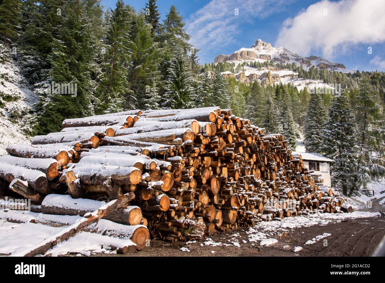 huge piles of logs for a lumber factory in Carezza in Trentino Alto ...