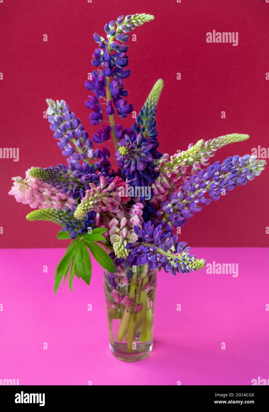 A bouquet of lupines in a vase. Multicolored summer flowers pink and ...