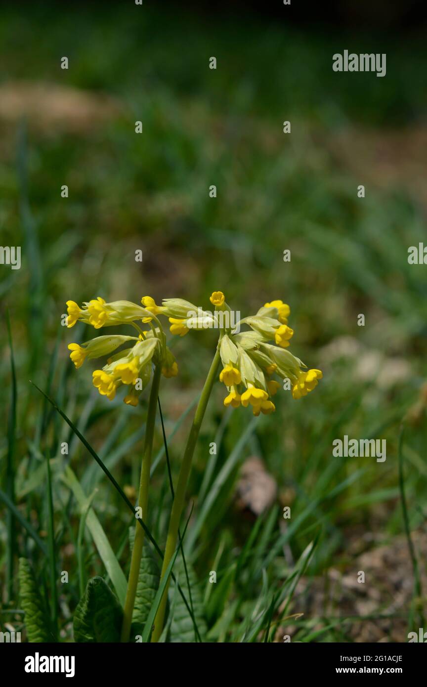 True cowslip hi-res stock photography and images - Alamy