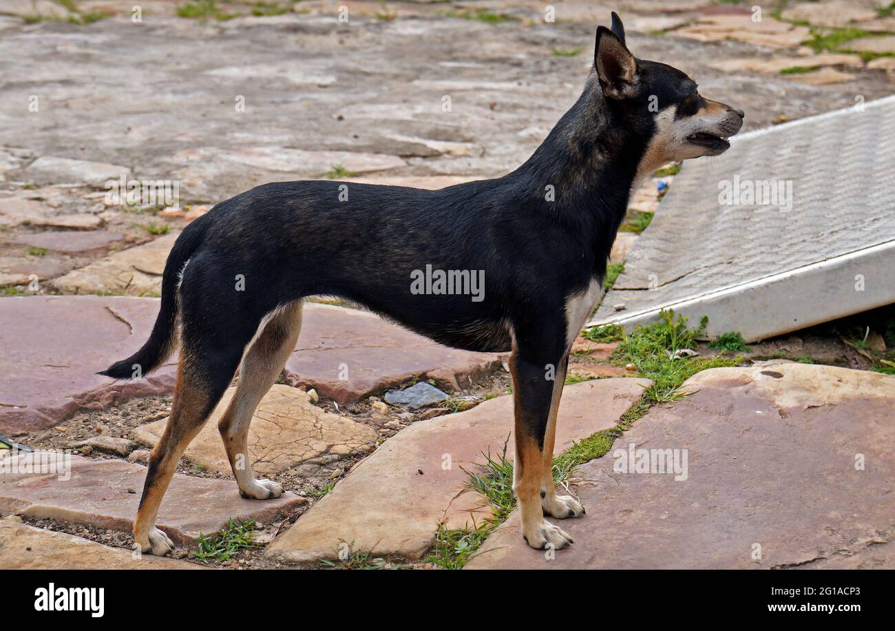 Black And Tan Dog Mutt