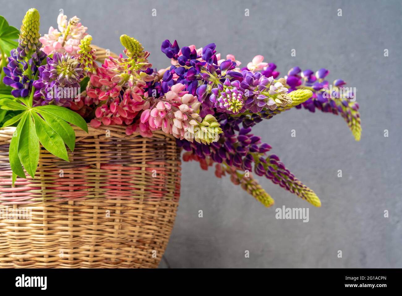 A bouquet of lupines in a basket. Multicolored summer flowers pink and ...