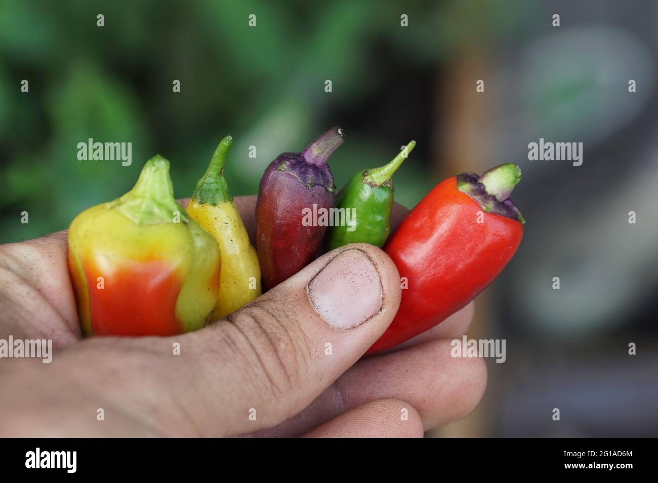 Hand holding a differnt homegrown peppers and chilis Stock Photo - Alamy