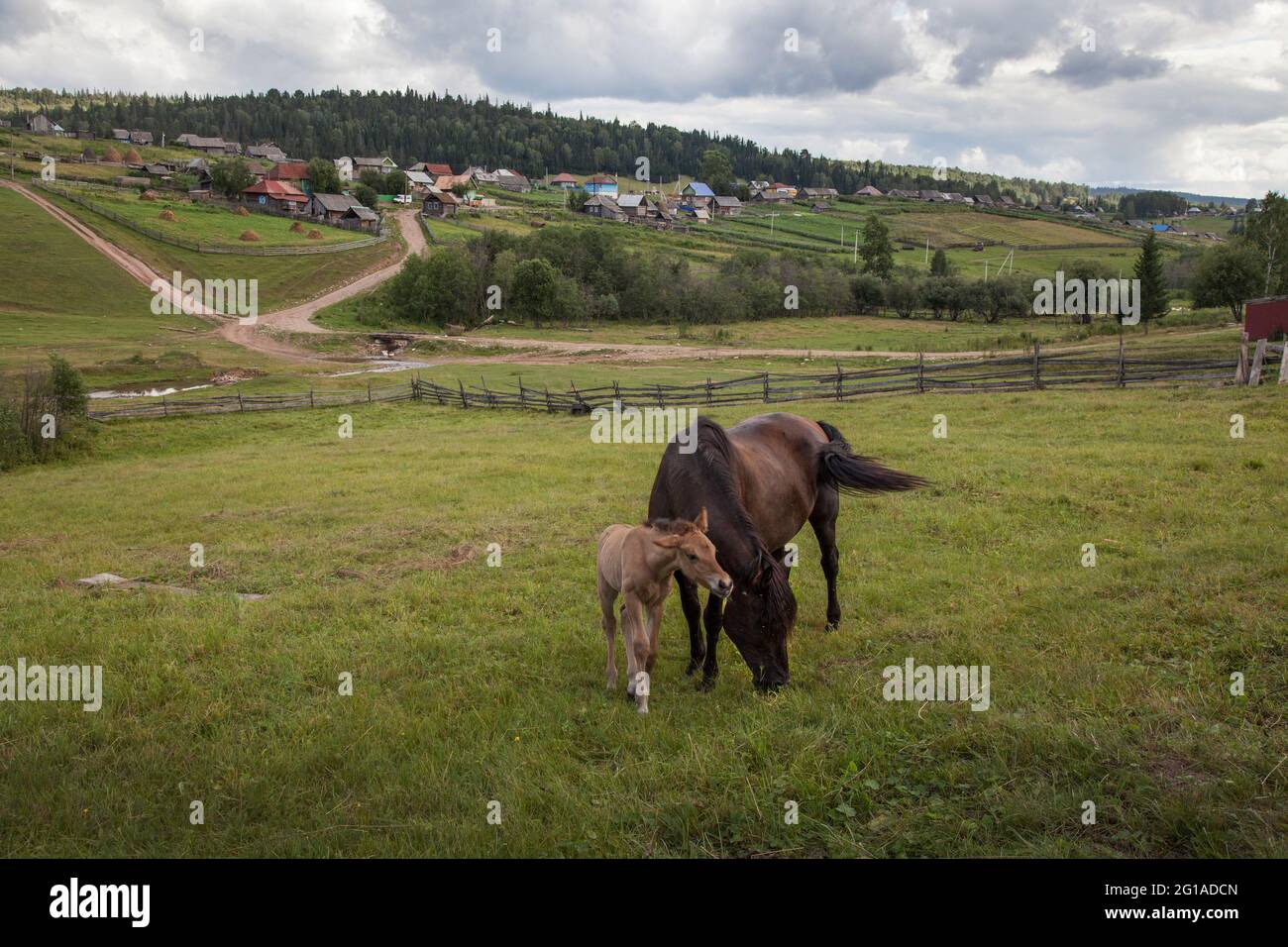 Beautiful horses grazing on a meadow field Stock Photo - Alamy