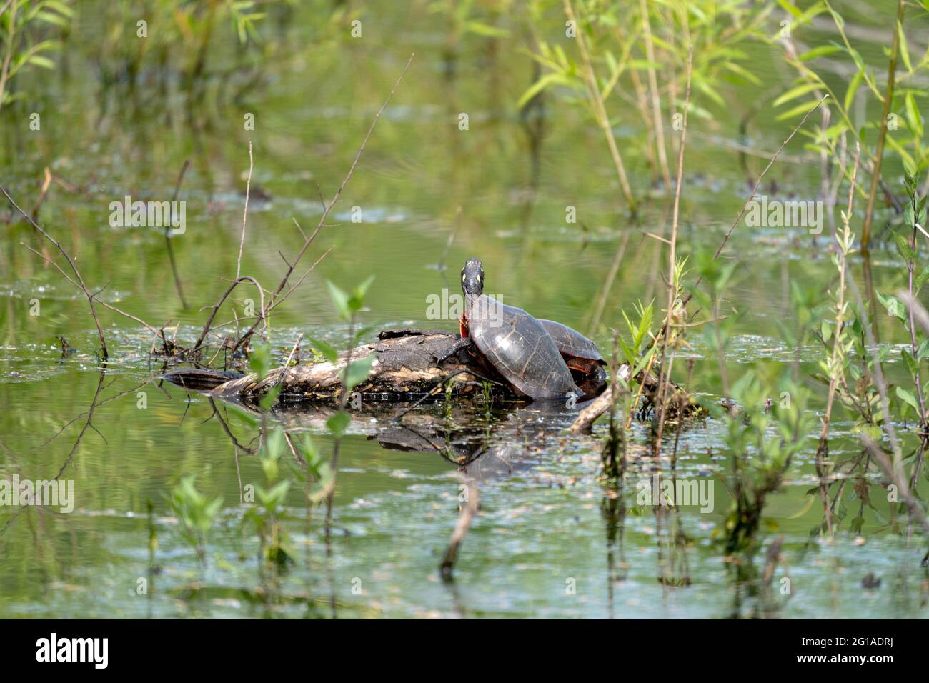 Swamp turtles hi-res stock photography and images - Alamy
