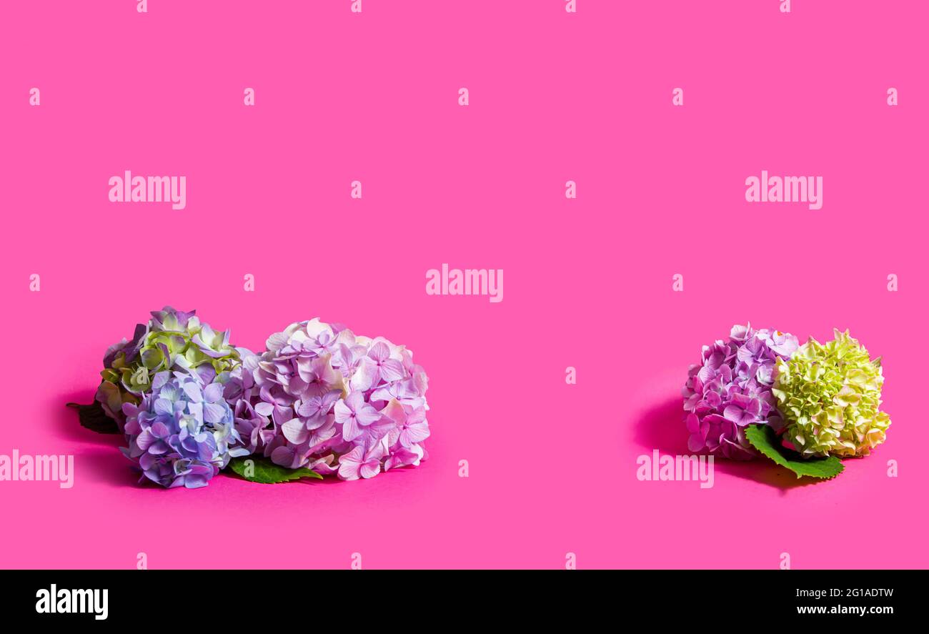 Beautiful hydrangeas in pastel colors at the pink background Stock ...