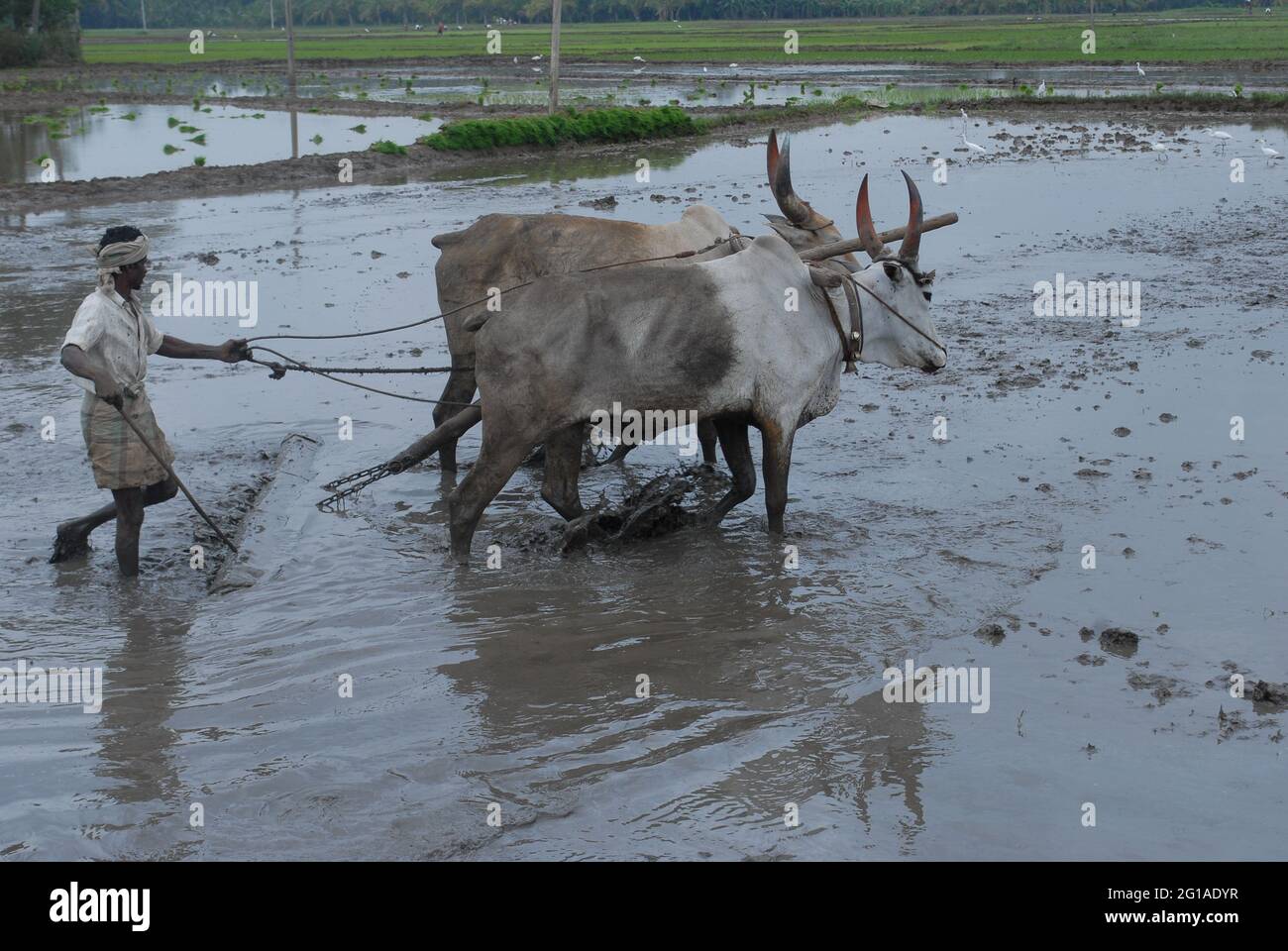 a man ploughing agriculture land with bullocks for cultivation of paddy ...