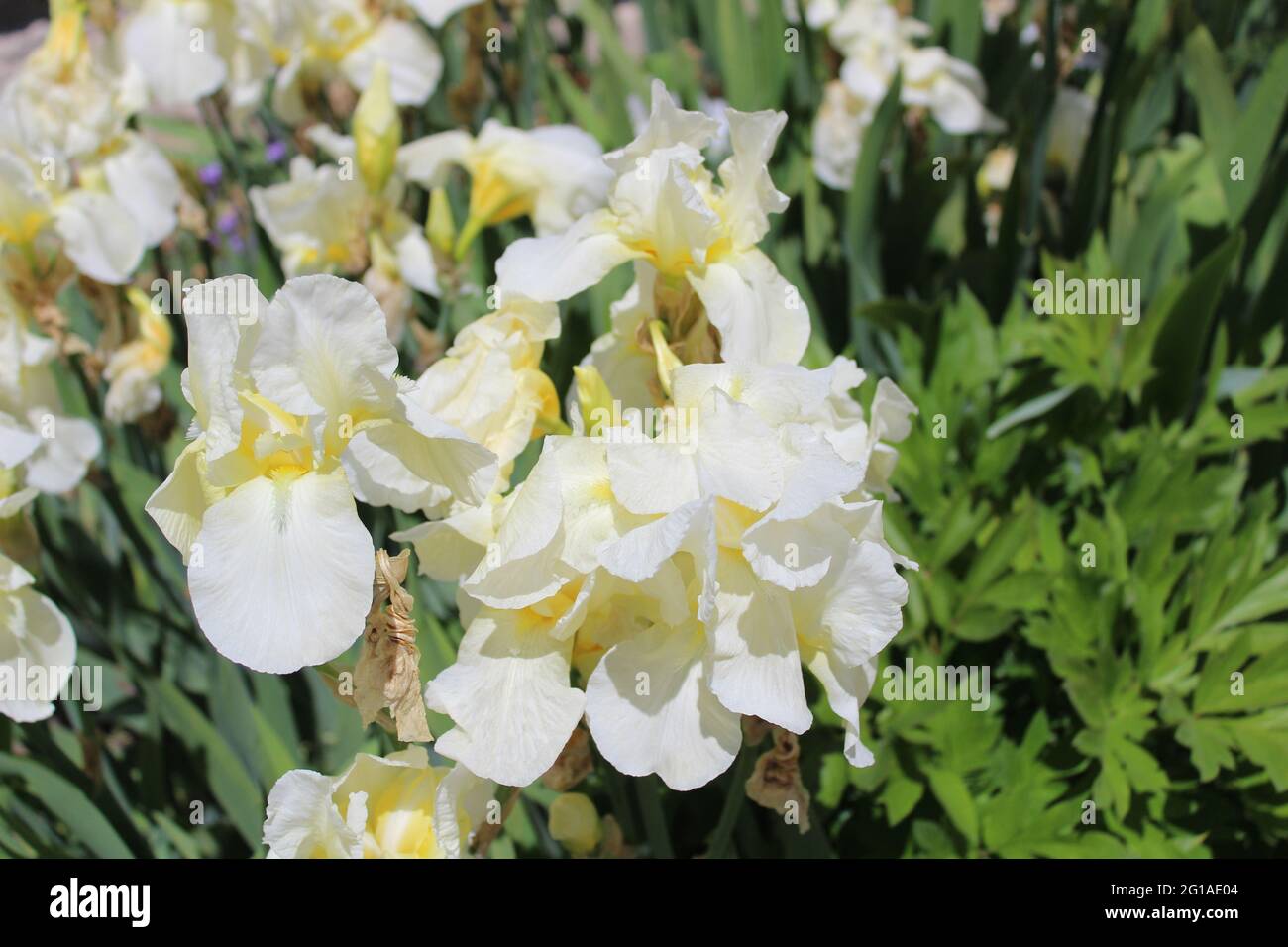 Iris field hi-res stock photography and images - Alamy